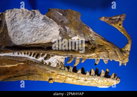 Proceratosaurus fossil skull Stock Photo - Alamy