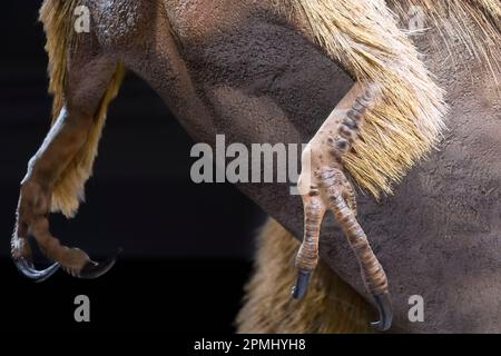 Tyrannosaurus rex with young Stock Photo - Alamy