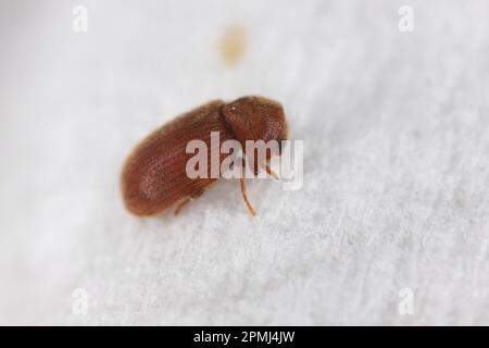 drugstore beetle, drug store weevil, biscuit beetle, bread beetle ...