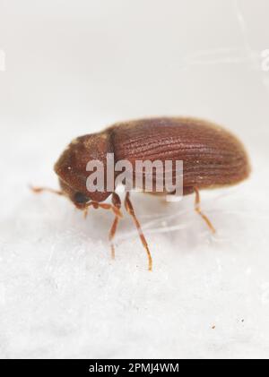drugstore beetle, drug store weevil, biscuit beetle, bread beetle ...