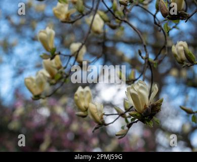 Stunning yellow flowers of the rare Yellow Fever magnolia tree ...