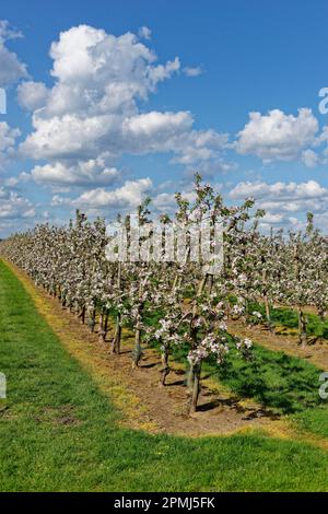 Apple plantation (Malus), Kempen, NRW, Germany Stock Photo - Alamy