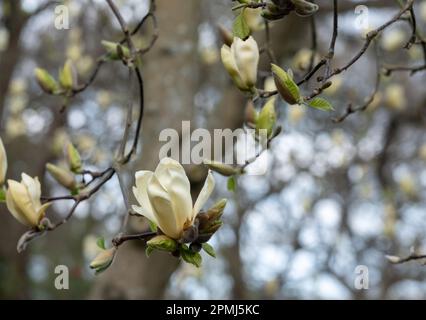 Stunning yellow flowers of the rare Yellow Fever magnolia tree ...