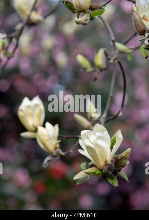 Stunning yellow flowers of the rare Yellow Fever magnolia tree ...