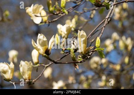 Stunning yellow flowers of the rare Yellow Fever magnolia tree ...