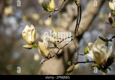 Stunning yellow flowers of the rare Yellow Fever magnolia tree ...