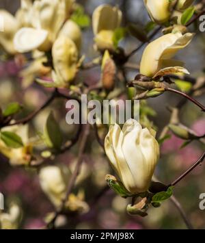 Stunning yellow flowers of the rare Yellow Fever magnolia tree ...