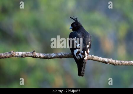 Black baza (Aviceda leuphotes), a small bird of prey, observed in ...