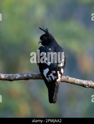 Black baza (Aviceda leuphotes), a small bird of prey, observed in ...