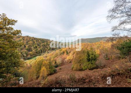 Landscape photo of the autumn colours at Horner woods in Exmoor ...