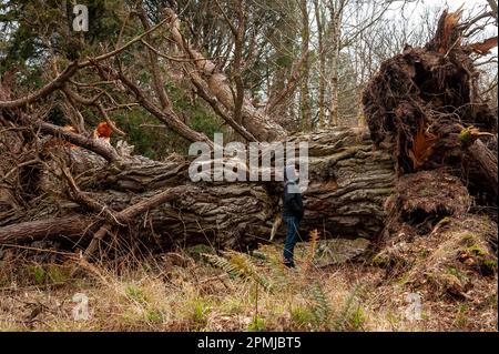 Ireland storm damages and fallen 400 years old Yew tree in Killarney ...