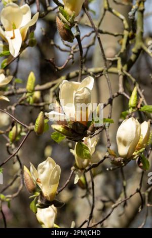Stunning yellow flowers of the rare Yellow Fever magnolia tree ...