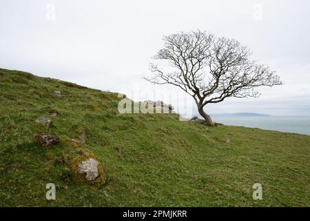 Lone tree on the cliff at Murlough Bay, County Antrim, Northern Ireland ...