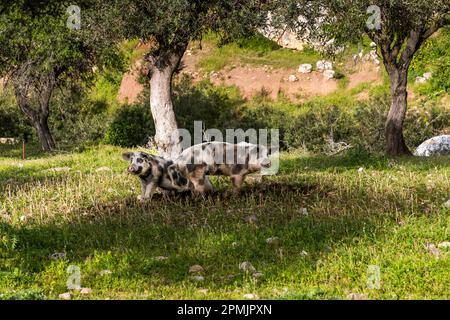 Spotted Cypriot pigs in Androlikou, Cyprus. Pigs of the breed ...