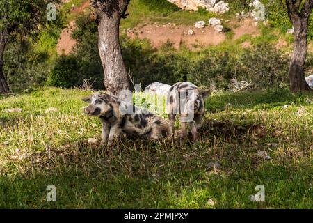 Spotted Cypriot pigs in Androlikou, Cyprus Stock Photo - Alamy
