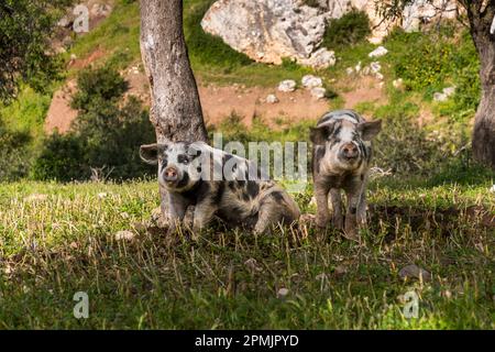 Spotted Cypriot pigs in Androlikou, Cyprus. Pigs of the breed ...