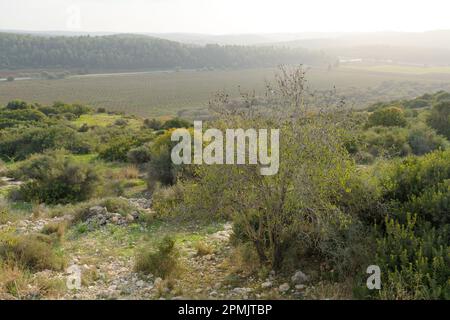 The valley of Elah where David fought Goliath Stock Photo - Alamy