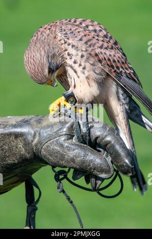 Common Kestrel (Falco tinnunculus) at Leeds Castle Falconry Centre ...