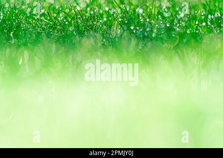 A beautiful dewy green grass background with bokeh effects Stock Photo ...
