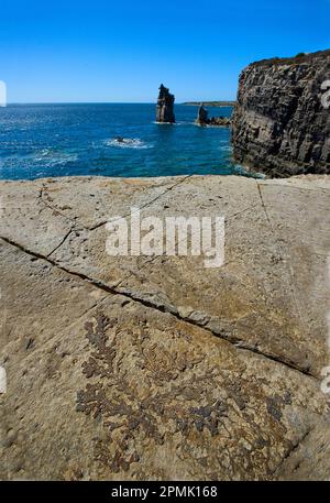 cliff in San Pietro island, Carloforte, Sardinia, Italy Stock Photo - Alamy