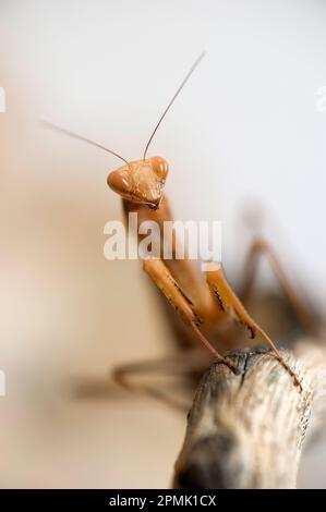 Mantide religiosa Praying mantis, Mantis religiosa, Sassari, Sardinia ...