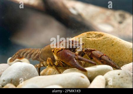 Freshwater Rivers Sardinia Italy White-clawed crayfish Austropotamobius ...