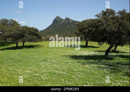 Cork trees with Mout Acuto in trhe foreground,Quercus suber Berchidda ...