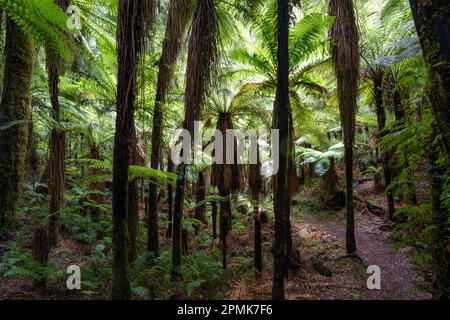 Native New Zealand ferns surrounded in a thick podocarp forest in ...