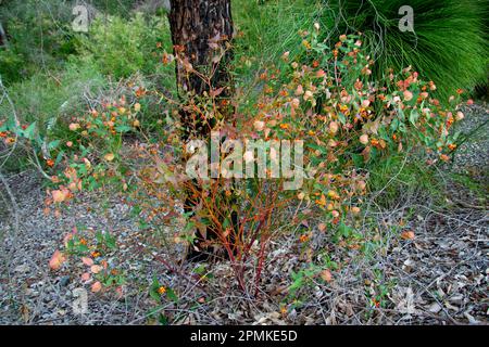 Green Stinkwood Plant - Western Australia Stock Photo - Alamy