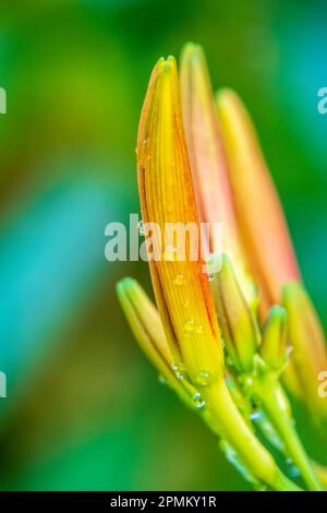 Hemerocallis Bonanza, Bonanza Daylily, perennial tuft forming herb with ...