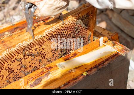 Rich honeycombs where you can see these insects, the bees, working to ...