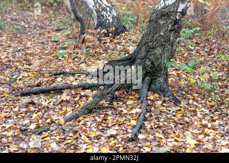 Tree roots, Holme Fen, Nature Reserve Stock Photo - Alamy