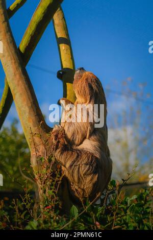 Faultier den Baum entlang kletternd Stock Photo - Alamy