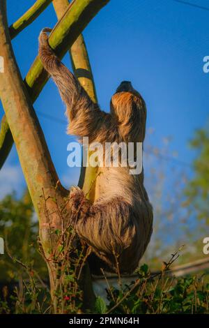 Faultier den Baum entlang kletternd Stock Photo - Alamy