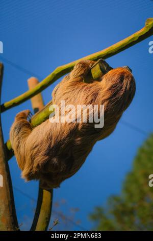 Faultier den Baum entlang kletternd Stock Photo - Alamy