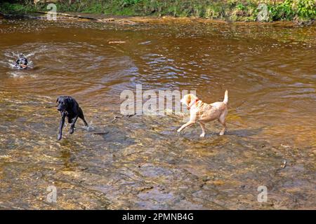 Labrador dogs having fun playing in a river water Stock Photo - Alamy