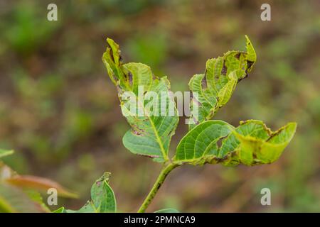 WALNUT LEAF BLOTCH (Gnomonia leptostyla) ON DEVELOPING WALNUTS Stock ...