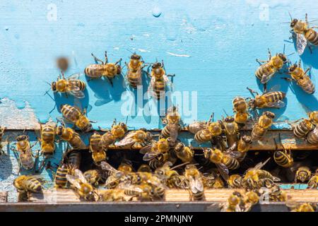 Bees on frames in a bee nuc Stock Photo - Alamy