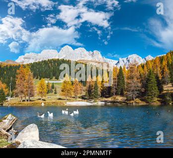 Geese flock on autumn alpine mountain pond not far from San Pellegrino ...
