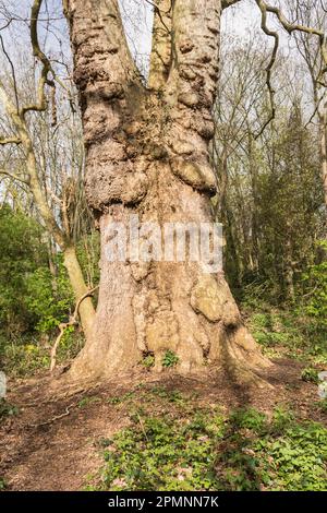 Barnie, The Barn Elms Plane Tree (Platanus X hispanica), Barn Elms ...