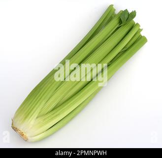 Staudensellerie, Sellerie Apium graveolens, ist eine wohlschmeckende ...