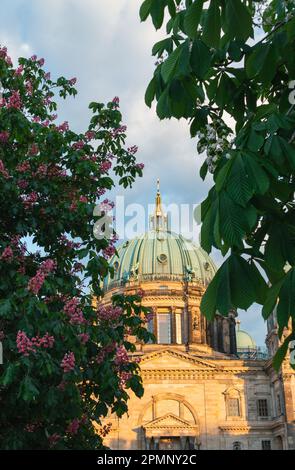 Berlin cathedral at golden hour with red horse chestnut tree in bloom ...