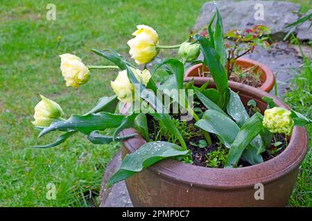 Drooping wind and rain battered white parrot tulips flower in bloom in ...