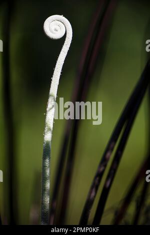 Fiddlehead fern frond unfurling; Costa Rica Stock Photo - Alamy