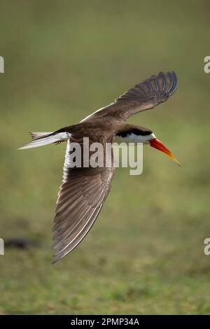 African skimmer flies over grass in sunshine Stock Photo - Alamy
