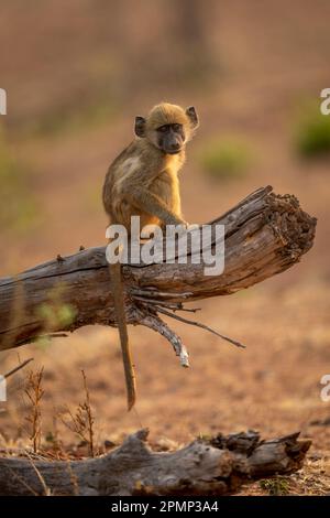 Brown Chacma baboon sitting on grass and eating Stock Photo - Alamy