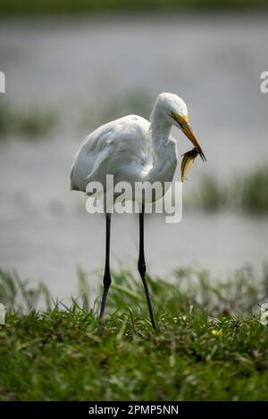 A selective of a great egret (Ardea alba) in a forest Stock Photo - Alamy