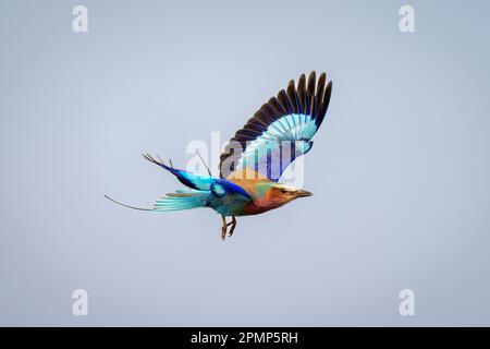 Lilac-breasted roller with catchlight flies spreading wings Stock Photo ...