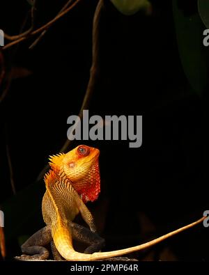 common indian garden color changing lizard in close up Stock Photo - Alamy