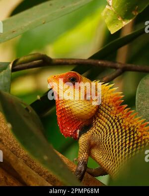 common indian color changing lizard in close up Stock Photo - Alamy